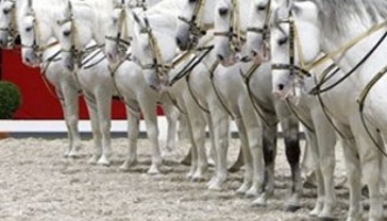 Biljetter till Den spanska ridskolan | BiljettShop.se